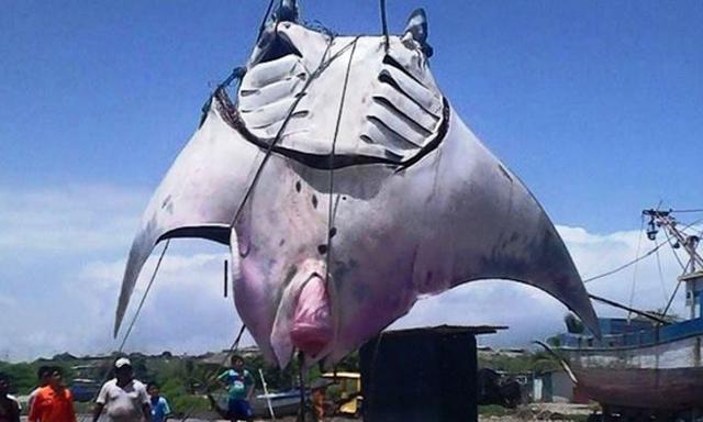 Mantarraya gigante, en vías de extinción, fue vendida a 500 nuevos ...